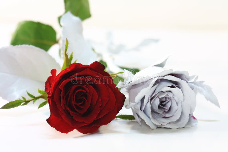 Roses rouges et blanches photo stock. Image du valentine - 18976684
