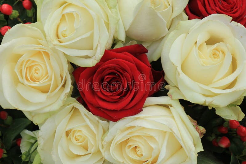Roses rouges et blanches image stock. Image du agencement - 95800483