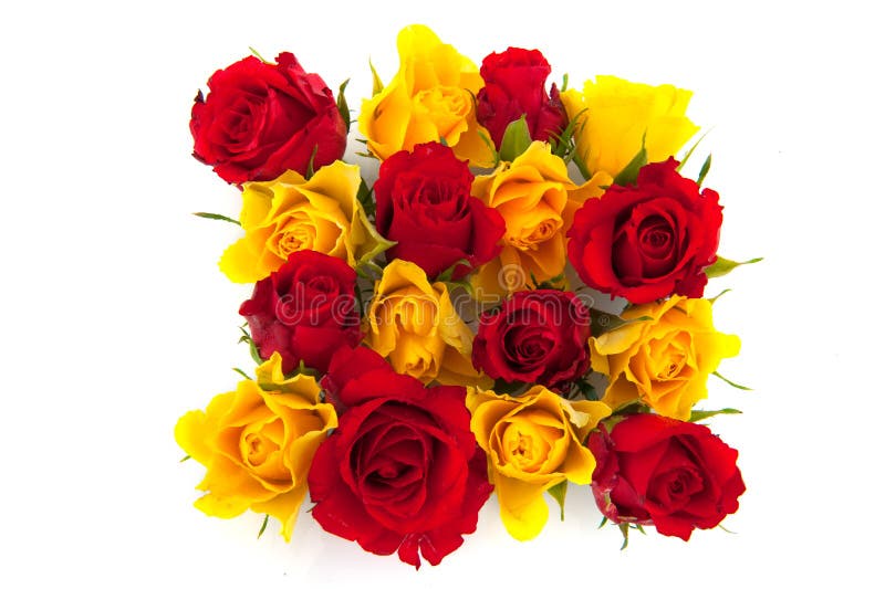 Roses rouges et jaunes image stock. Image du nature, configuration ...