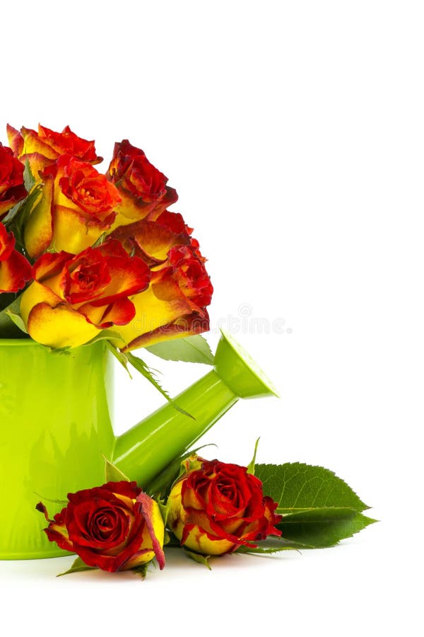 Roses rouges et jaunes photo stock. Image du floraison - 30269094