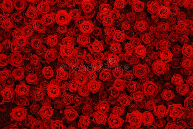 Roses Rouges Naturelles Fond, Mur De Fleurs Image stock - Image du ...