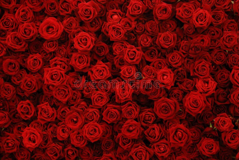 Roses Rouges Naturelles Fond, Mur De Fleurs Image stock - Image du ...