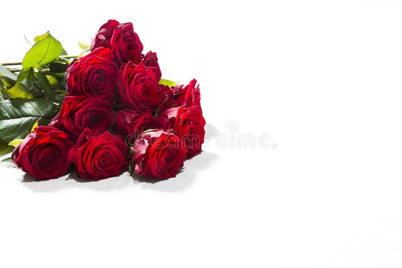 Roses Rouges Sur Le Fond Blanc Image stock - Image du rouge, roses ...