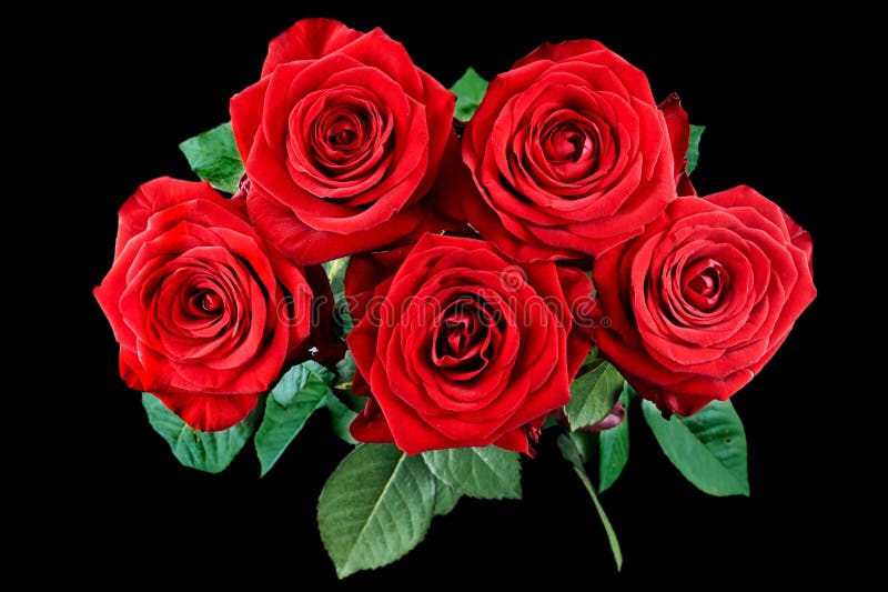 Images Cinq Roses Rouges - Téléchargez 495 Photos libres de droits