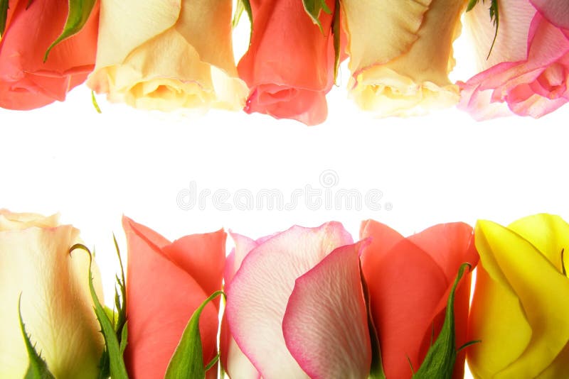 Roses in a row stock image. Image of flower, pastel, blossom - 3042369