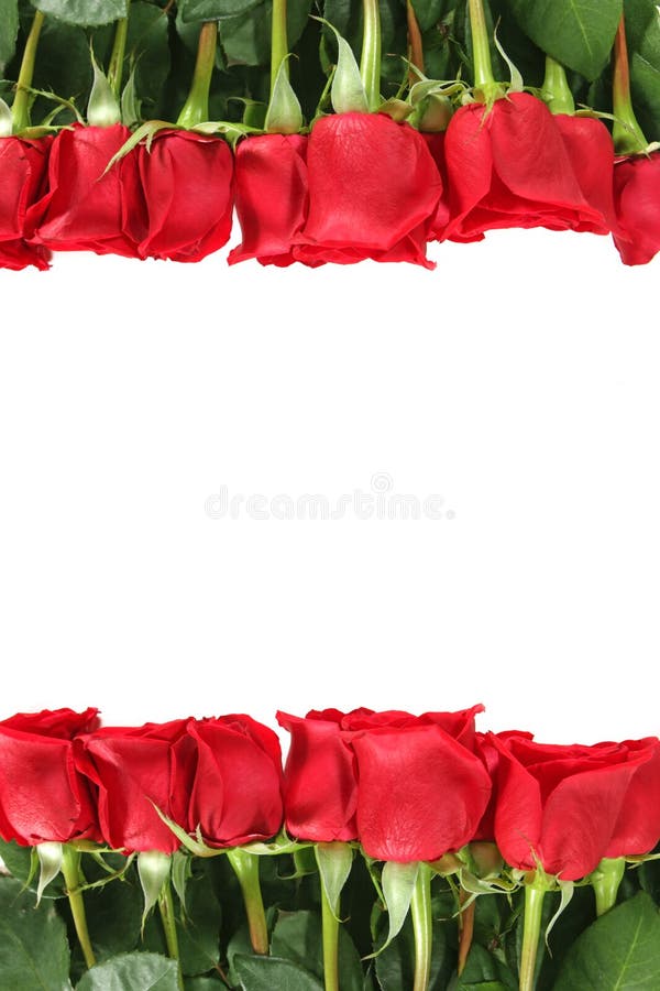 Red Roses for Valentine, Anniversary Stock Image - Image of love ...