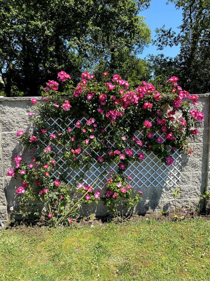 Roses Running Along the Wall Stock Image - Image of wall, flower: 183743505