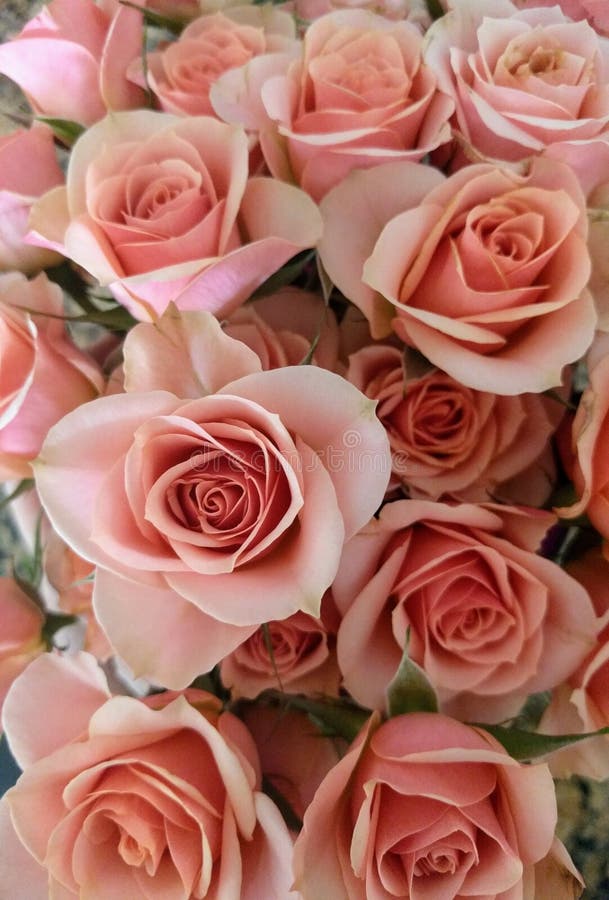 Roses stock photo. Image of anniversary, salmon, present - 99834270