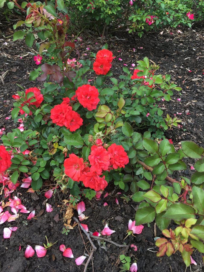 Roses stock photo. Image of spring, roses, blooms, colored - 181942180