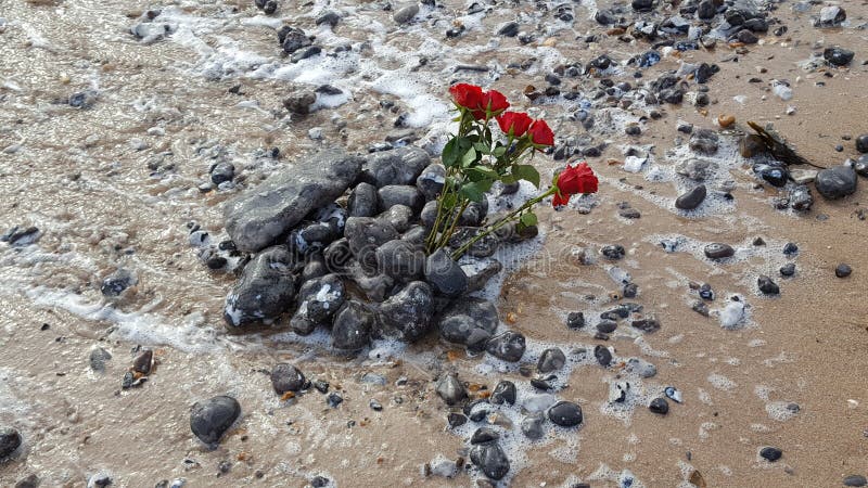 Roses in the sand stock photo. Image of flowers, beach - 89157796