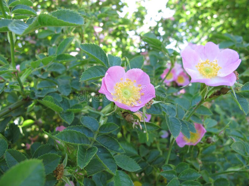 Roses sauvages image stock. Image du fleurs, nature, rose - 42264551