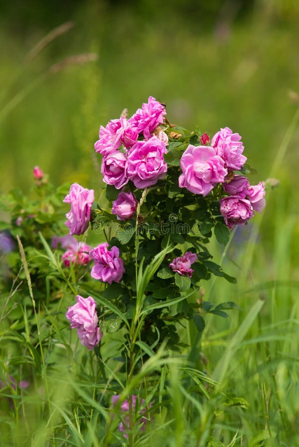 Roses sauvages image stock. Image du canada, fleurs, nordique - 64004117