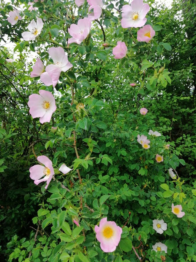 Roses sauvages image stock. Image du canada, fleurs, nordique - 64004117