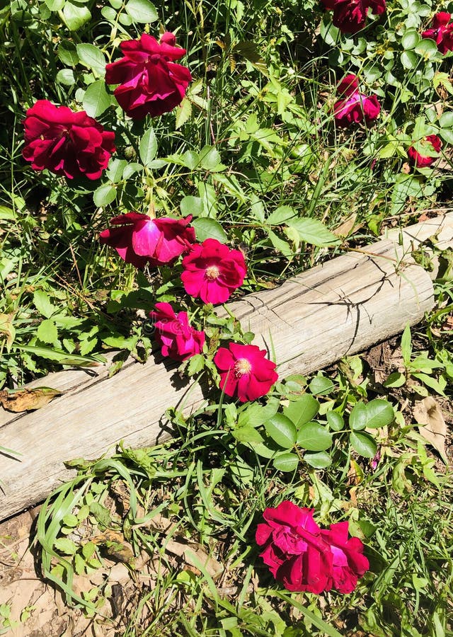 Roses Rouges En Nature Sauvage Image stock - Image du normal, flore: 265745