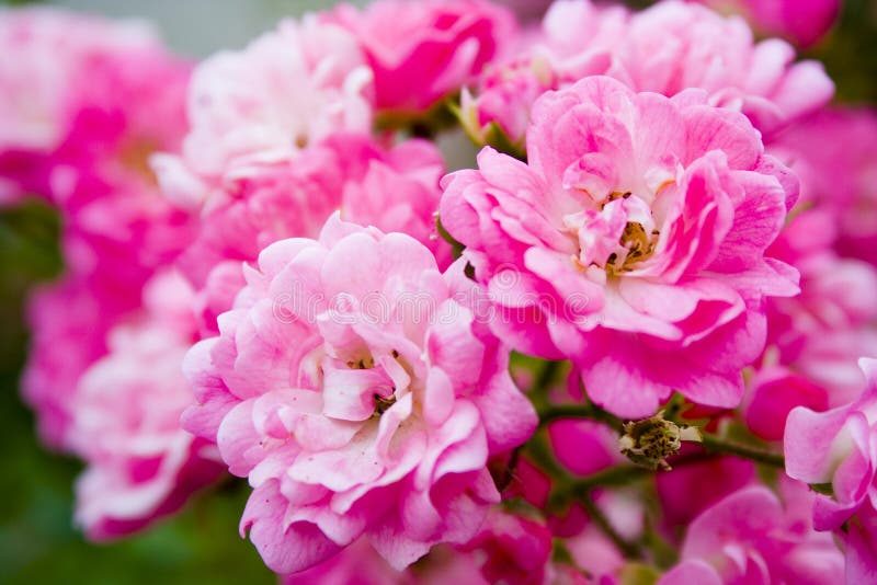 Roses sauvages roses photo stock. Image du amour, centrales - 5446890