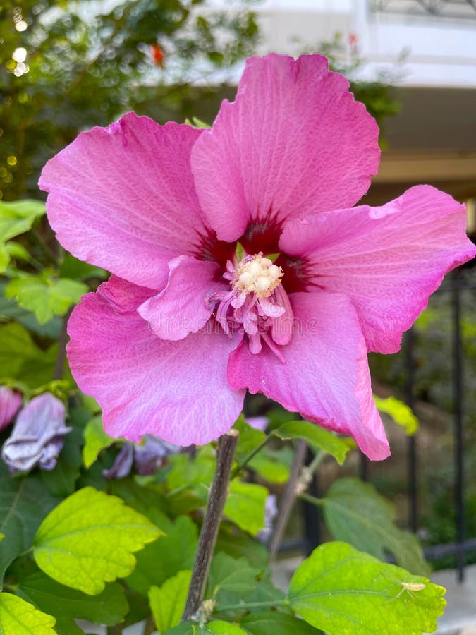 Roses of Sharon Bloomed in the Greek Garden. Stock Image - Image of ...