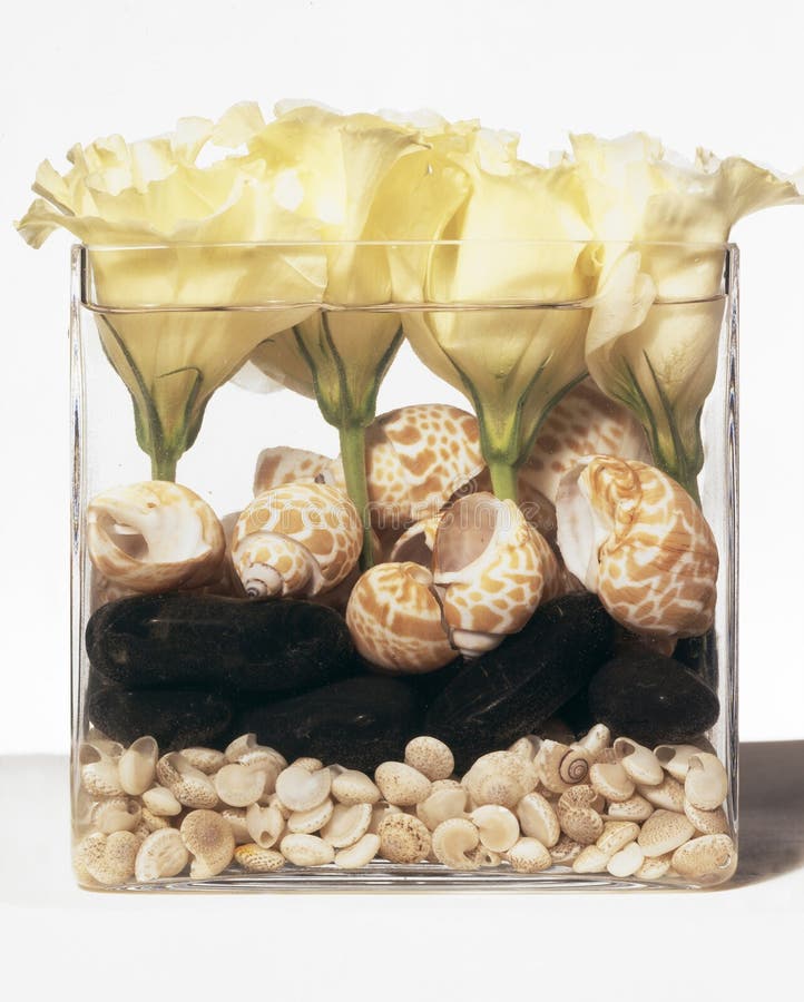 Roses and shells stock photo. Image of decor, head, flower - 21311138