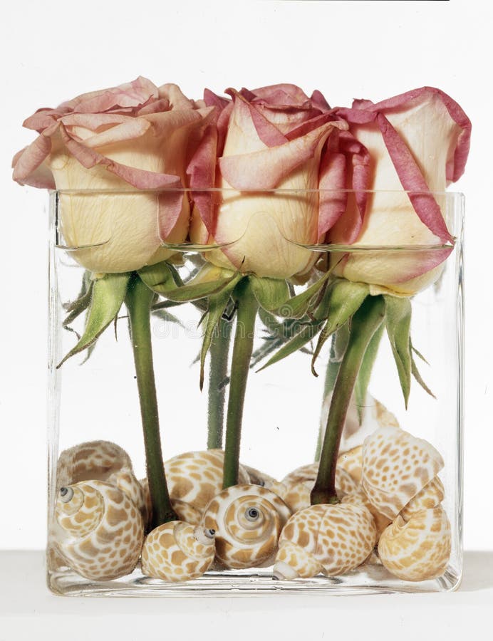 Roses and shells stock photo. Image of nature, bouquet - 21311194