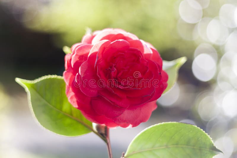 Roses stock image. Image of nature, natural, fresh, roses - 52307375