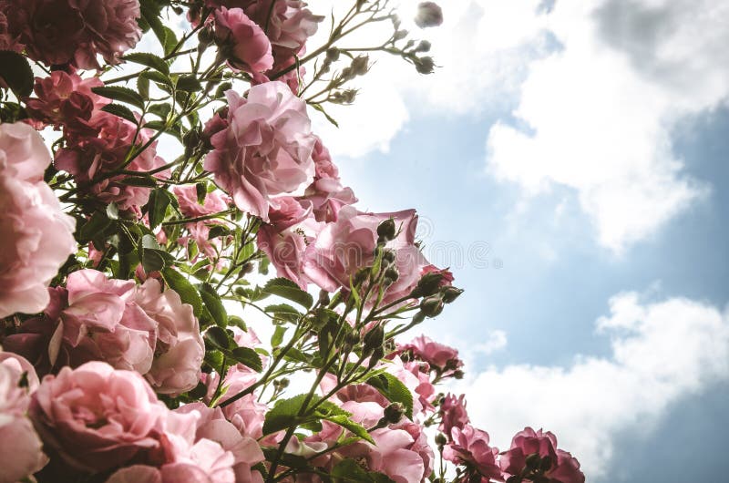 Roses and sky stock image. Image of group, petals, copyspace - 74970421