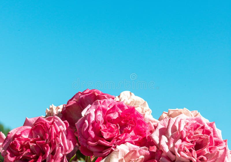 Roses and sky stock image. Image of petal, bloom, bright - 197048703