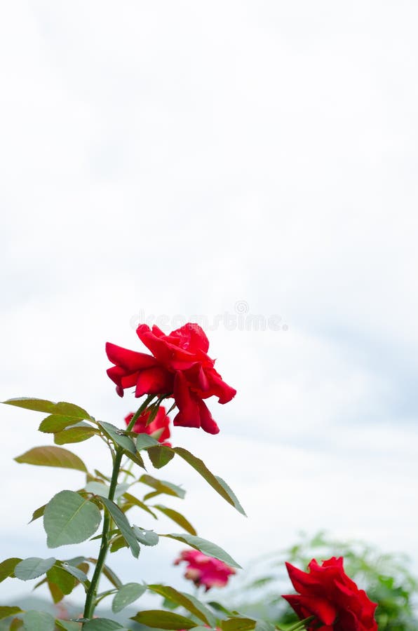 Roses in the sky 3 stock photo. Image of bright, graphic - 254701400