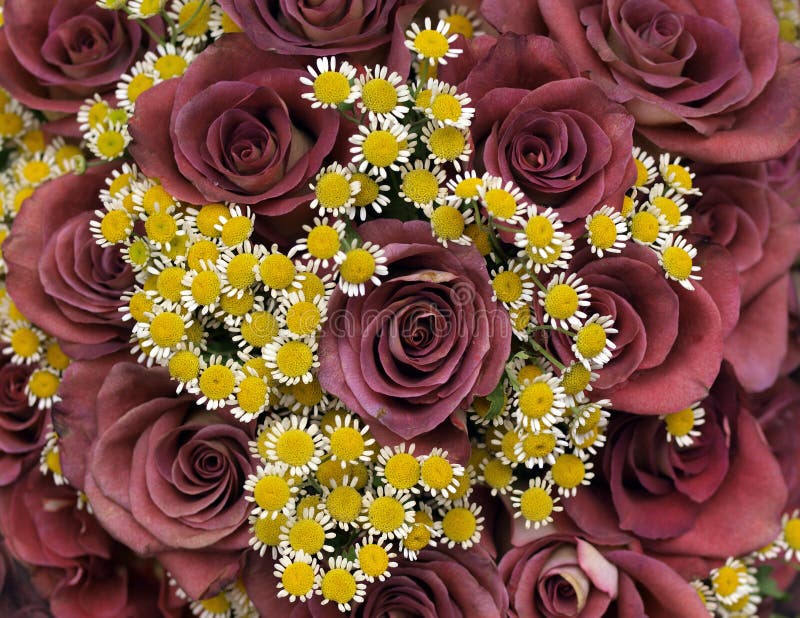 Roses With Small Flowers Picture. Image: 5824155