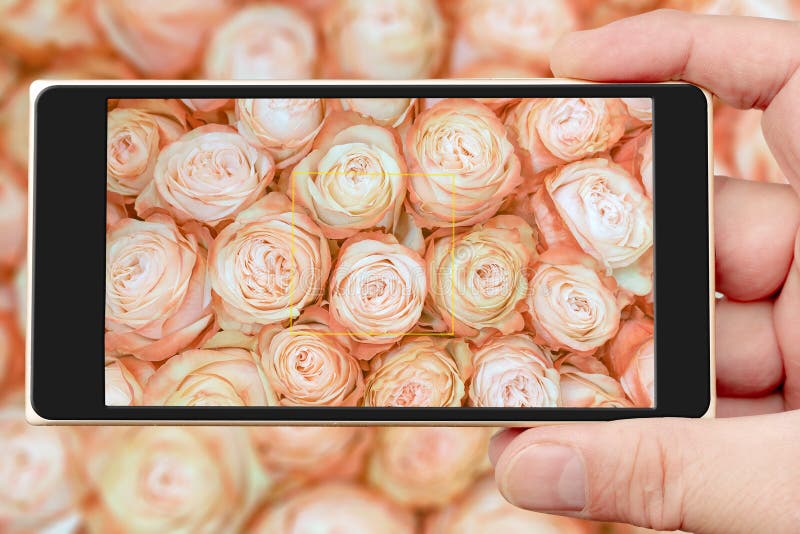Roses on Smartphone Screen. Beautiful Pink Flowers Stock Photo - Image ...