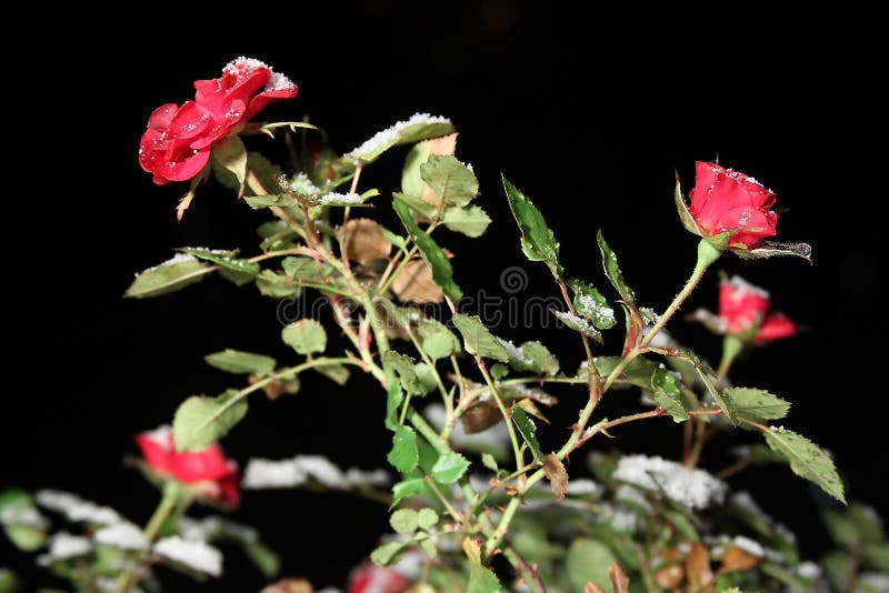 Roses in the snow at night stock photo. Image of romance - 27430124
