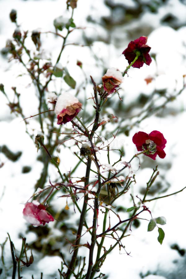 Roses with Snow stock photo. Image of leaf, winter, landscaped - 97347598