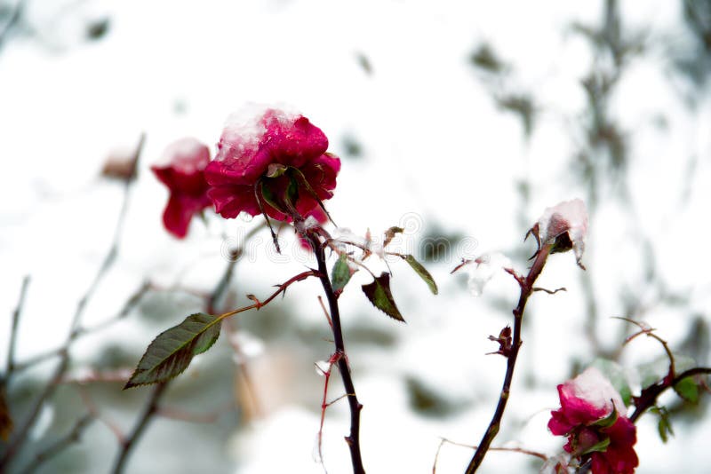 Roses with Snow stock image. Image of nature, thorn, winter - 97347677