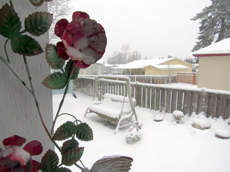 Roses in snowy weather stock image. Image of yard, calendar - 83960383