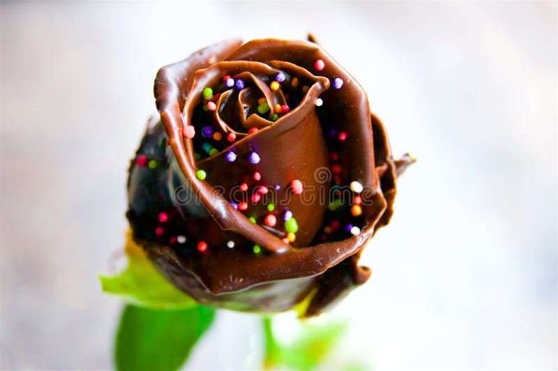 Roses Soaked in Chocolate Sweets Beauty Stock Image - Image of beauty ...