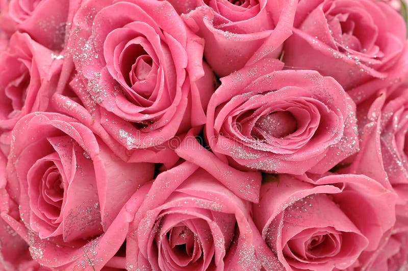Roses with sparkles stock photo. Image of background - 30473780