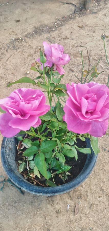 The Roses that are Starting To Bloom Look Beautiful Stock Image - Image ...