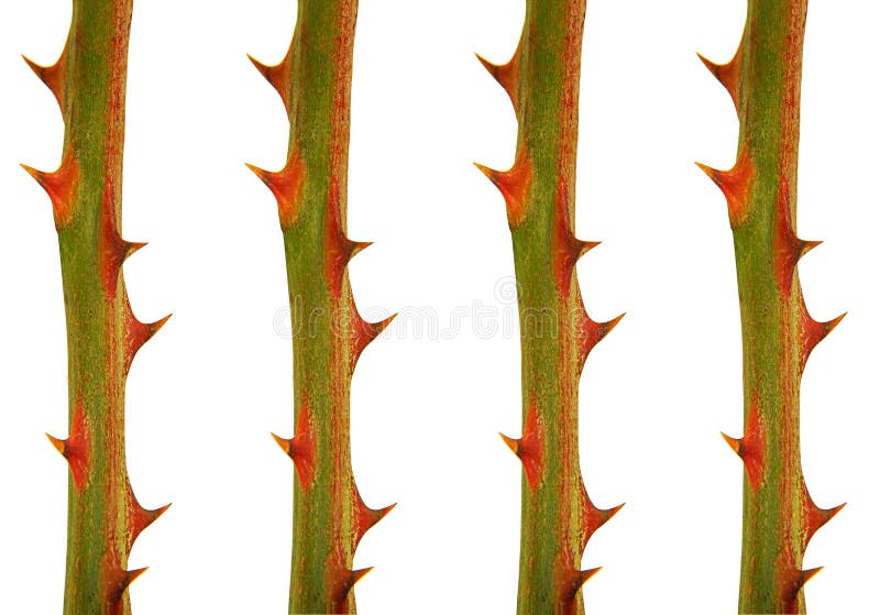 Roses Stems Pattern, White Background. Stock Photo - Image of abstract ...
