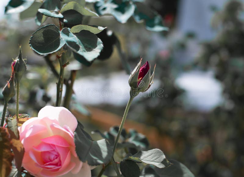 Roses that are Still Buds Have Stock Image - Image of floral, bright ...