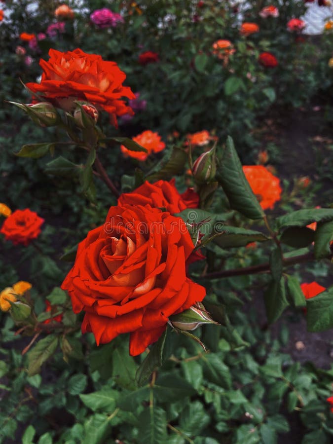 Red roses stock image. Image of street, roses, flowers - 225288005