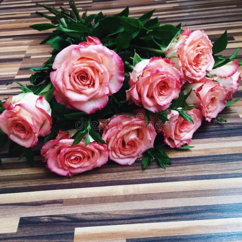 Roses stock image. Image of pink, flowers, amazing, roses - 63082525