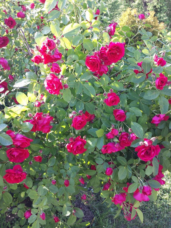 Roses stock photo. Image of roses, flora, magenta, pink - 42771992