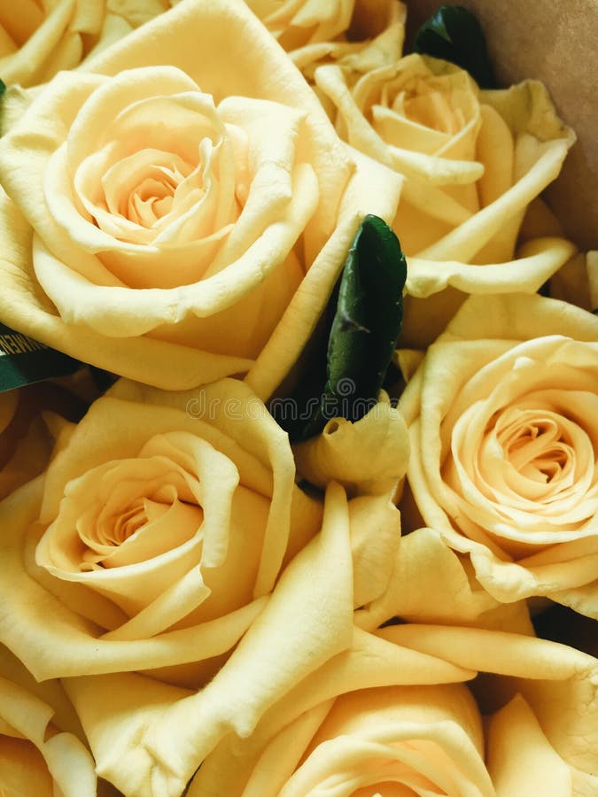 Roses at supermarket stock image. Image of supermarket - 97393137