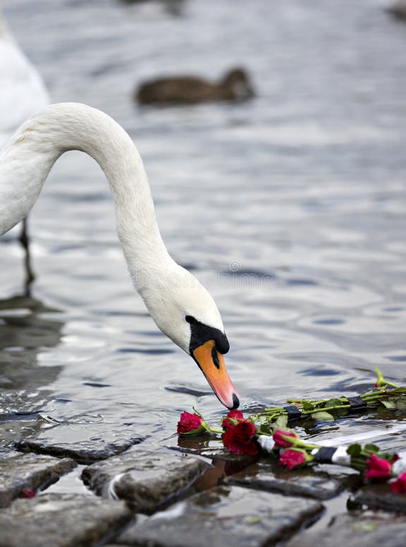 Roses and the Swan stock image. Image of flower, baldo - 49153637