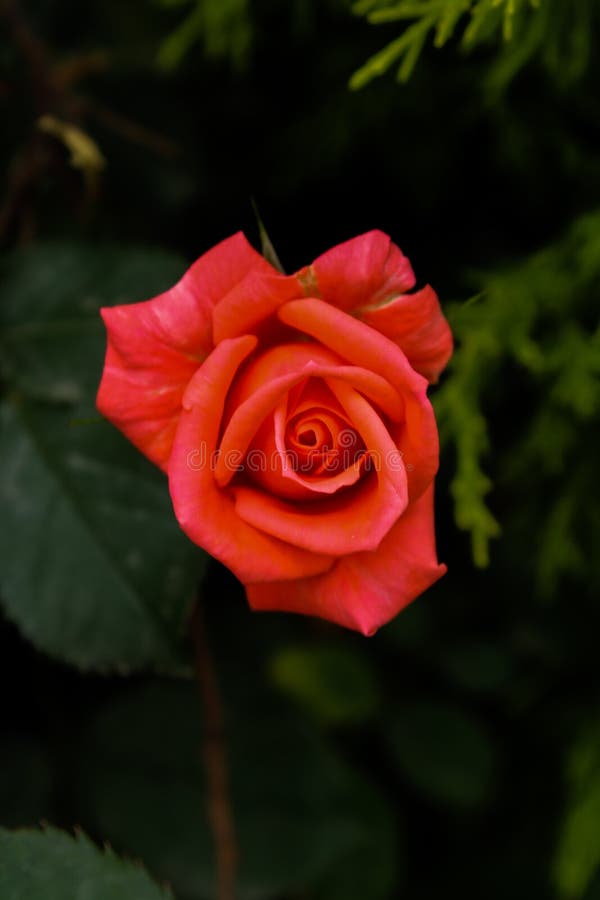 Roses are the Symbol of Modesty Stock Image - Image of dezire, roses ...