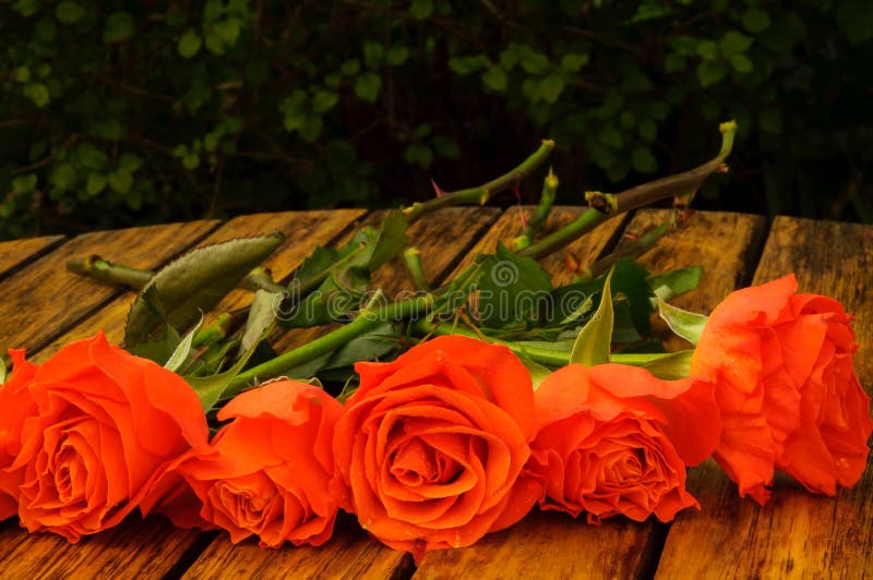 Roses on a table stock image. Image of floral, flowers - 33958129