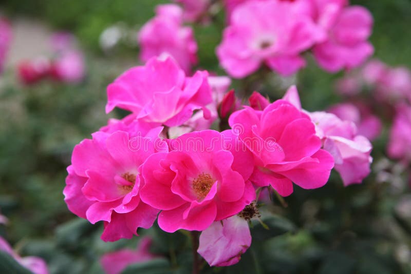 Roses without Thorns of Purple Color Stock Photo - Image of card, black ...