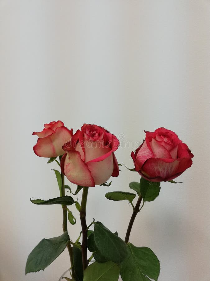 Roses stock photo. Image of nature, flower, roses, interer - 189424972