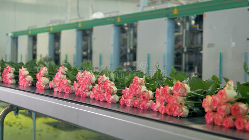 Many Roses Transported from the Processing Plant Ready for Sale. Stock ...