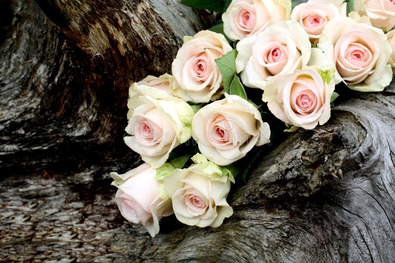 Roses on tree trunk stock image. Image of contrast, nature - 8863987