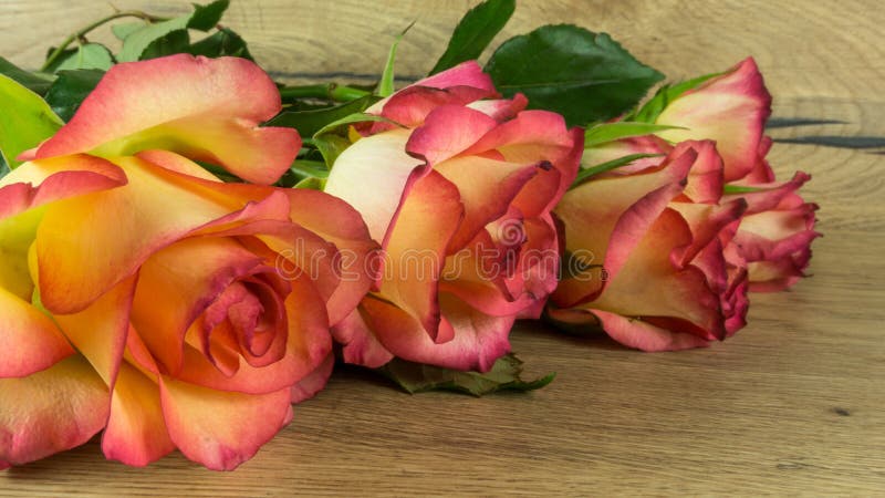 Roses in two colors stock photo. Image of valentine, holiday - 88170468