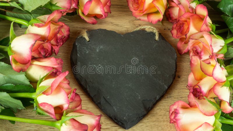 Roses in Two Colors with a Heart of Slate Stock Photo - Image of beauty ...